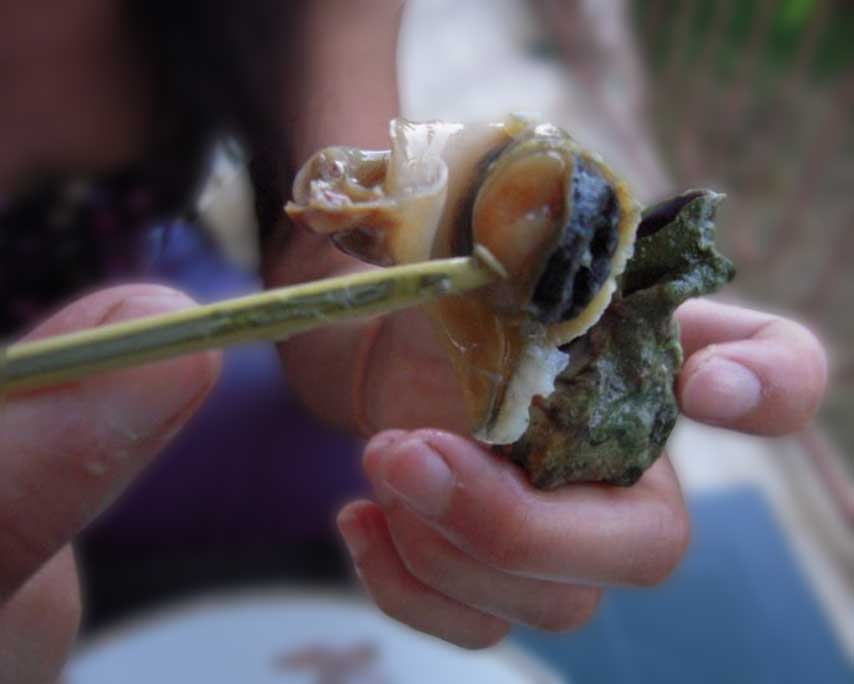 Edible Sea Snails Coast Has Feast For Foragers New Zealand News NZ